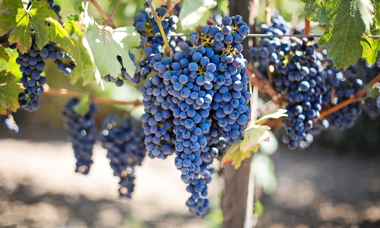 Love: The Fruit that Jesus Demands – JacobGerber.org